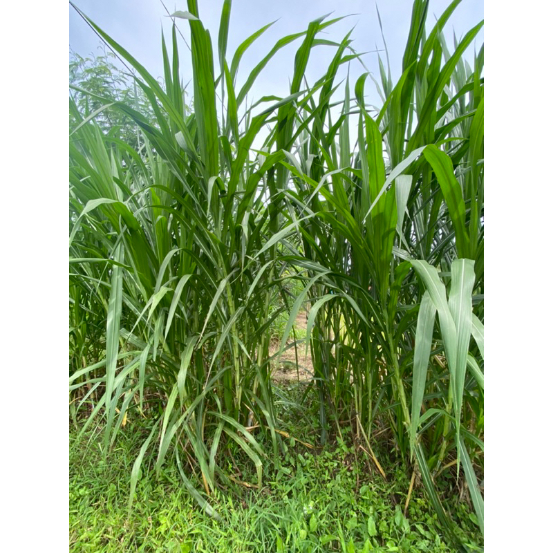 Jual 1 Kg Bibit Rumput Pakcong Super / Bibit Napier Pakcong / Bibit ...