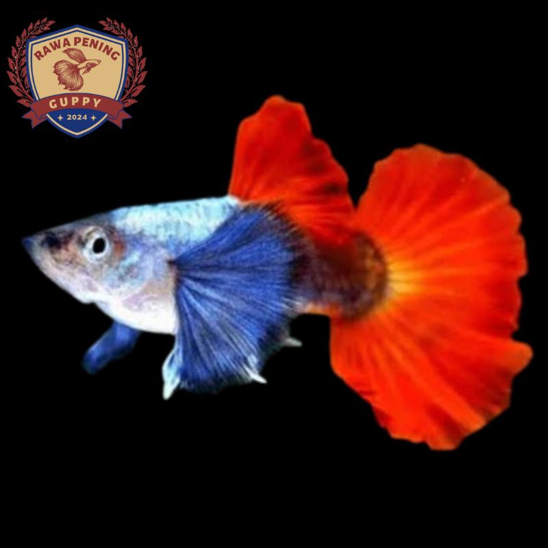 Jual Pembersih Lantai PRTDE (Platinum Red Tail Dumbo Ear) | Shopee Indonesia