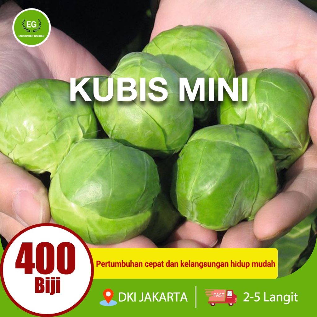 Jual 100/400 biji Kubis mini kak-benih sayuran | Shopee Indonesia