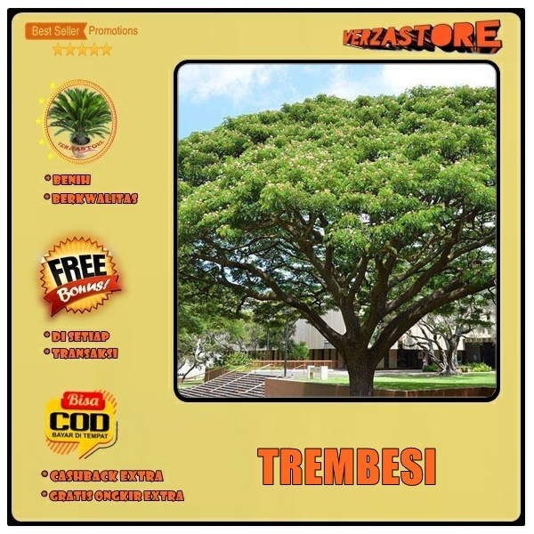 Jual Biji Benih Bibit Pohon Trembesi /10 Biji | Shopee Indonesia