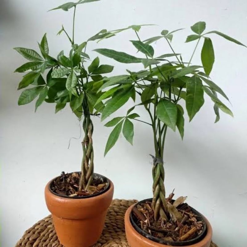 Jual Tanaman hias Pohon Pacira | Shopee Indonesia