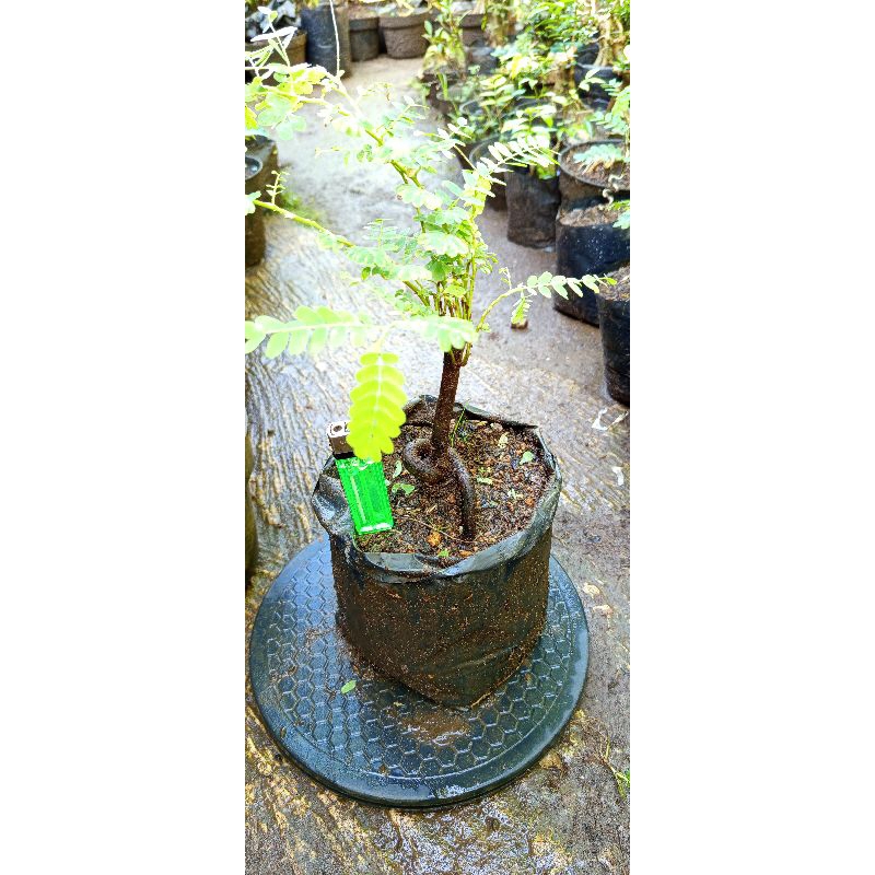 Jual bonsai asem jawa bahan dongkelan ukuran mame | Shopee Indonesia