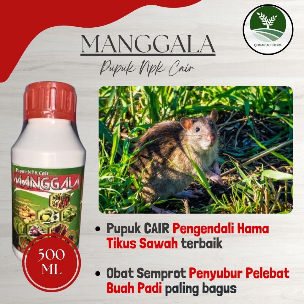 Jual Obat Pengusir Hama Tikus Sawah Padi Paling Ampuh - MANGGALA 500ML - Pupuk Semprot ...
