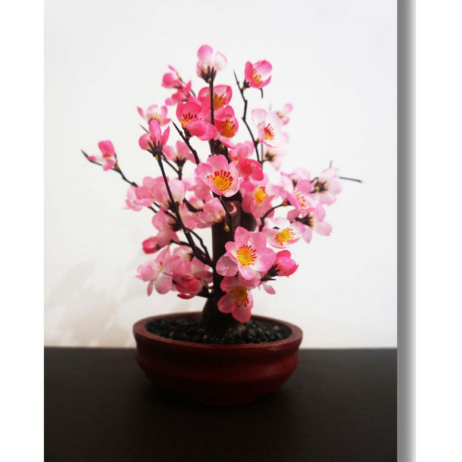 Jual Pohon Imlek / Angpao / Bunga Sakura / Pohon Meihua Bonsai Classic ...