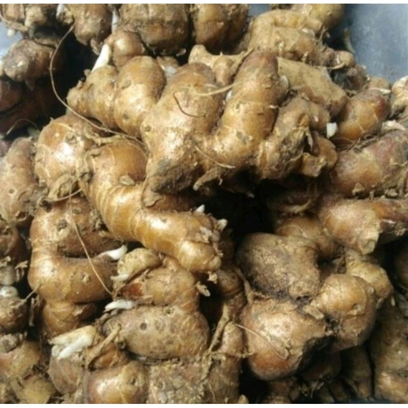 Jual Kencur Segar Bumbu Rempah/ Cikur Seblak Kemasan 1kg | Shopee Indonesia