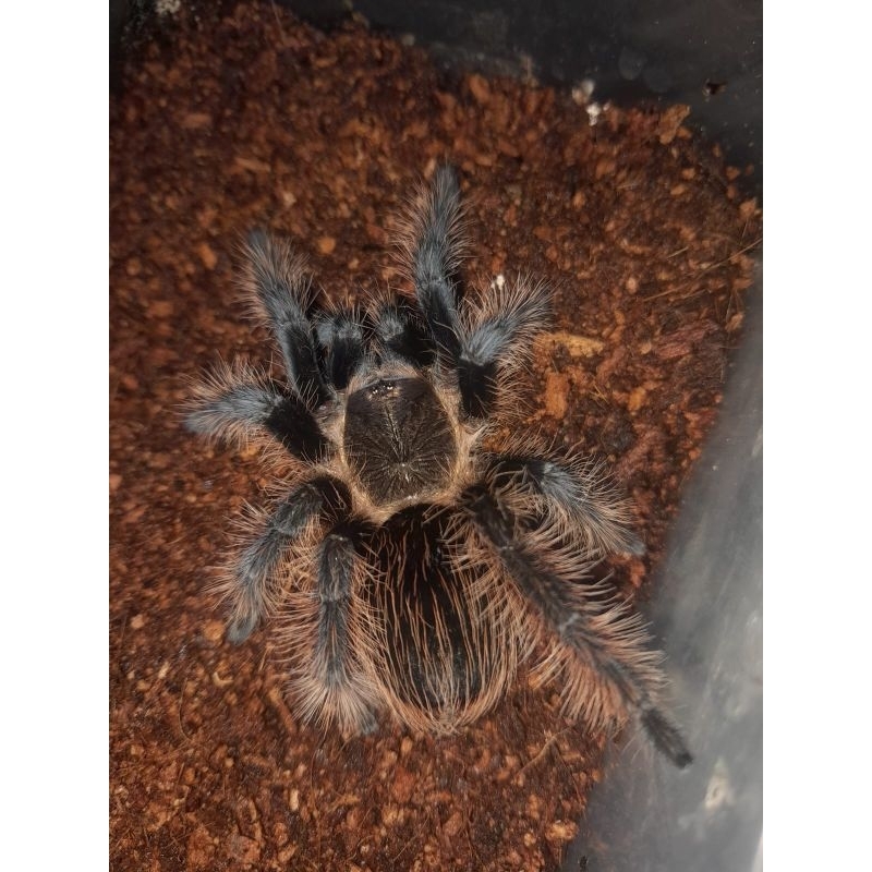 Jual Display tarantula tliltocatl albopilosus honduran bisa berjalan ...