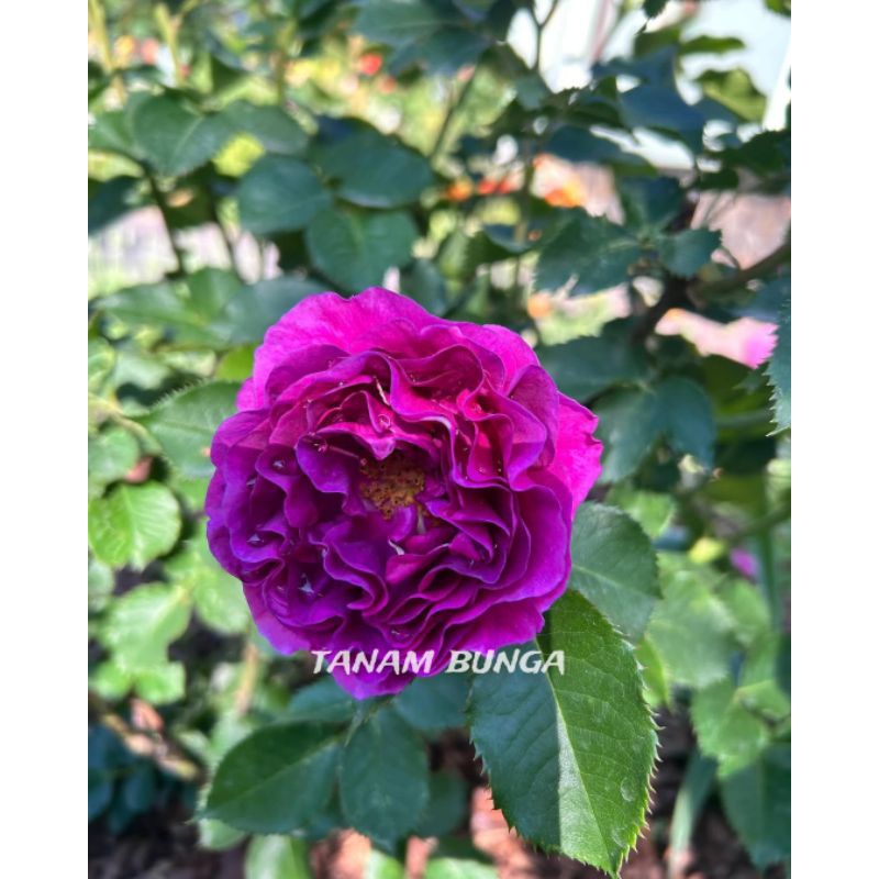 Jual Tanaman Hidup Bunga Mawar Import Minerva Berbunga Wangi | Bunga ...