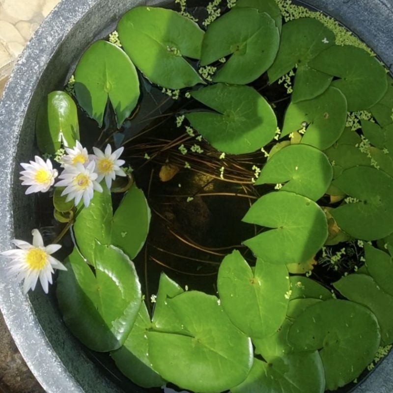 Jual Bibit Teratai Bunga Kuning Putih Mini Hiasan Kolam Gratis Amazon ...