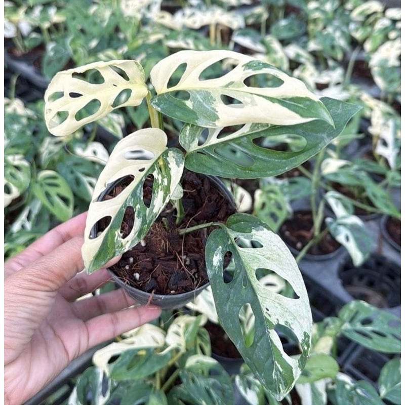 Jual Tanaman Hias Acuminata Albo Variegata Bunga Hias Monstera Murah ...