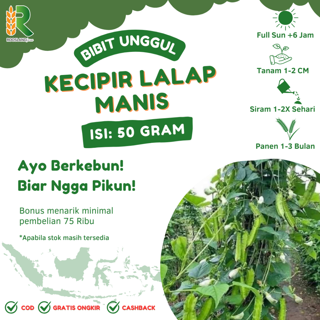 Jual BENIH KECIPIR LALAP MANIS (50 GRAM) | Shopee Indonesia