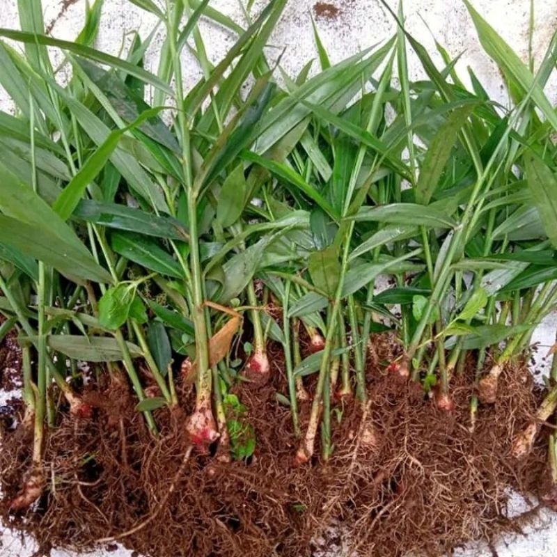 Jual Bibit Jahe merah / jahe emprit / jahe gajah / putih tinggi 30-40cm ...