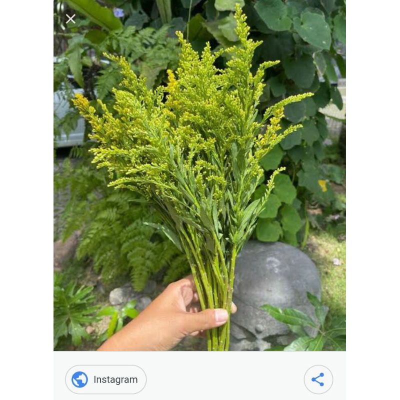 Jual Rosida Salidago, Daun Potong Dekorasi Fresh Cut | Shopee Indonesia