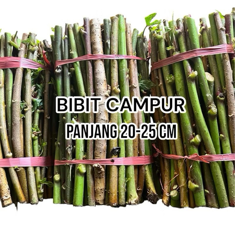 Jual Bibit Telo Papua/ Singkong papua nutrisi tinggi untuk hewan ternak ...