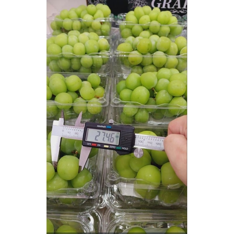 Jual ANGGUR GREEN MUSCAT PACK 500 GRM | Shopee Indonesia