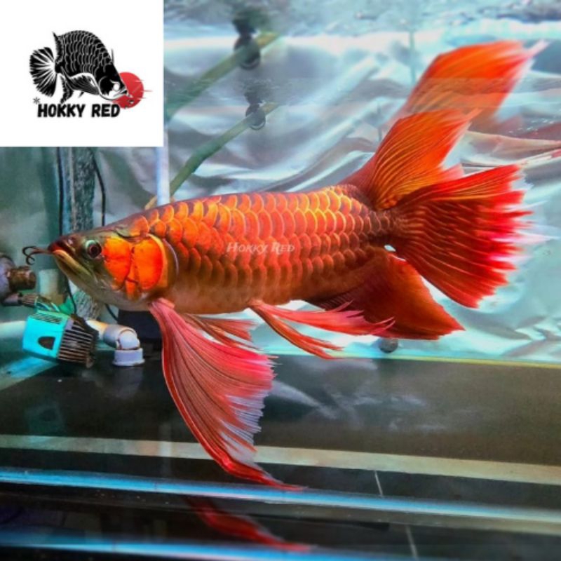 Jual Arwana Super Red Kumpay / Kumpai / Slayer | Shopee Indonesia