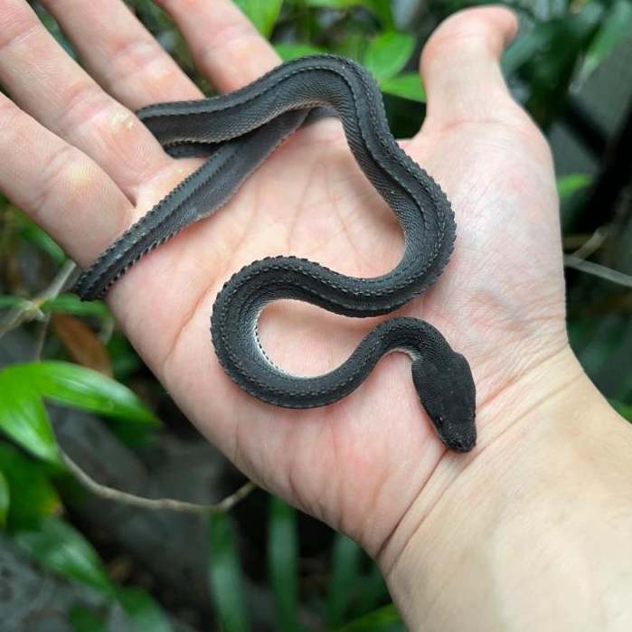 Jual Dragon Snake / Ular Naga / Xenodermus Javanicus | Shopee Indonesia