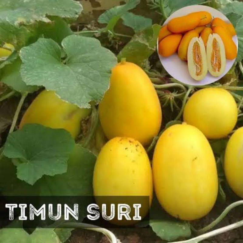 Jual 100 Benih timun suri SURINA madu manis buah lebat | Shopee Indonesia