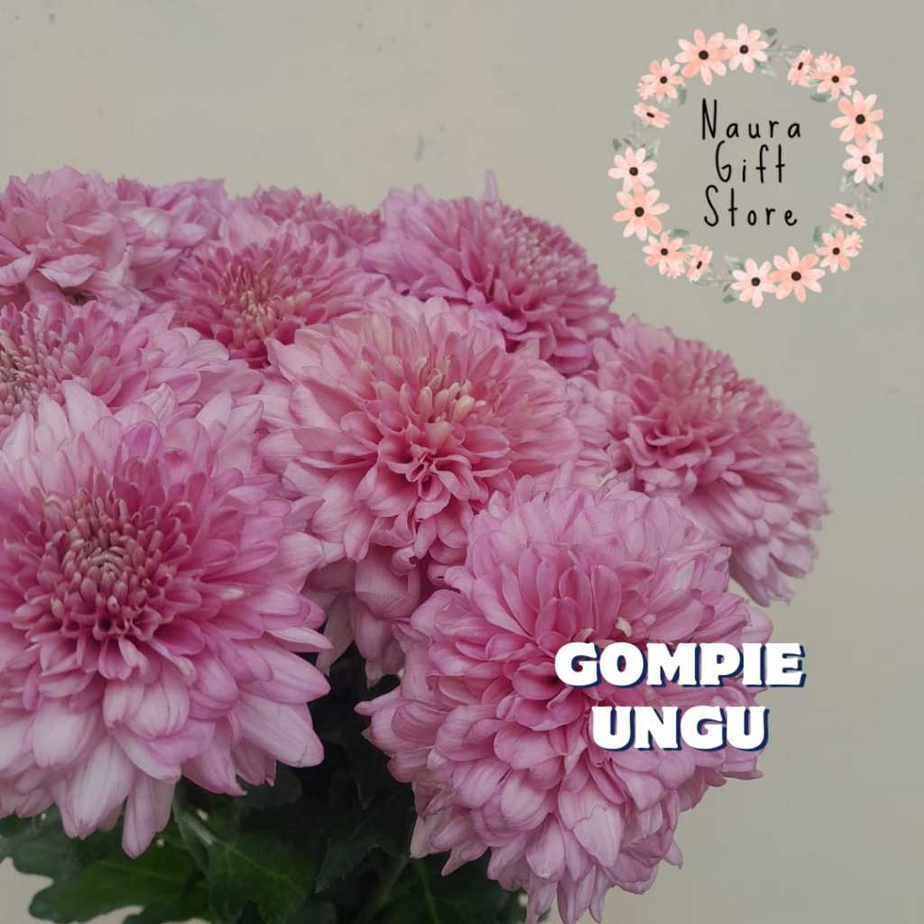 Jual bunga gompie berbagai warna fresh flower. | Shopee Indonesia