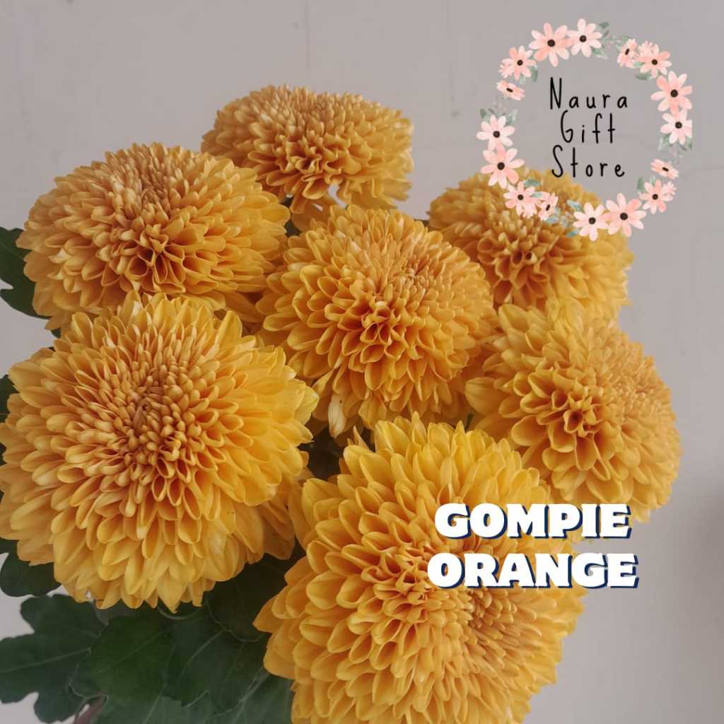 Jual bunga gompie berbagai warna fresh flower. | Shopee Indonesia