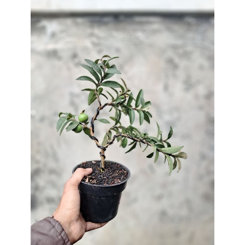 Jual Bonsai Jambu Mini Berbuah | Shopee Indonesia