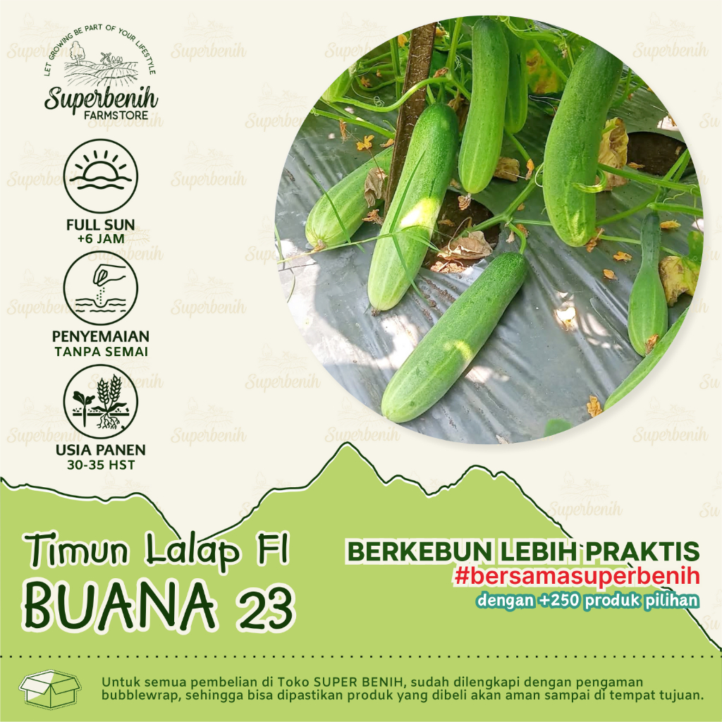 Jual 15 Biji - Benih Timun Lalap BUANA 23 F1, tahan penyakit panen 30 ...