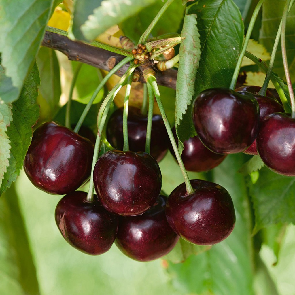 Jual Benih Bibit Biji - Buah Ceri Hitam Manis Black Tartarian Sweet ...