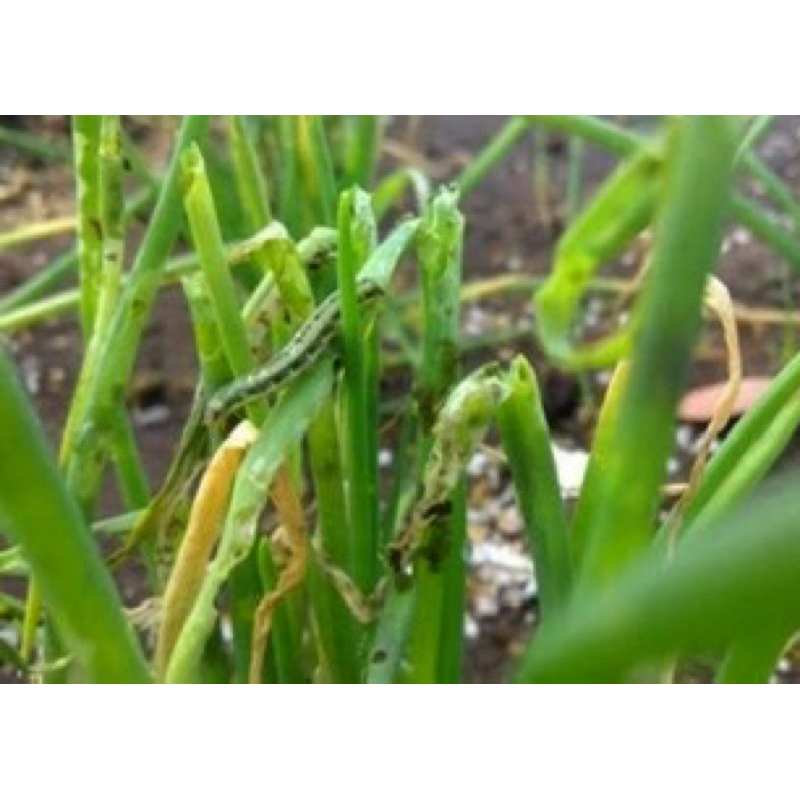 Jual INSEKTISIDA UNIQUE FORCE 57 EW BOTOL 200ml | Shopee Indonesia