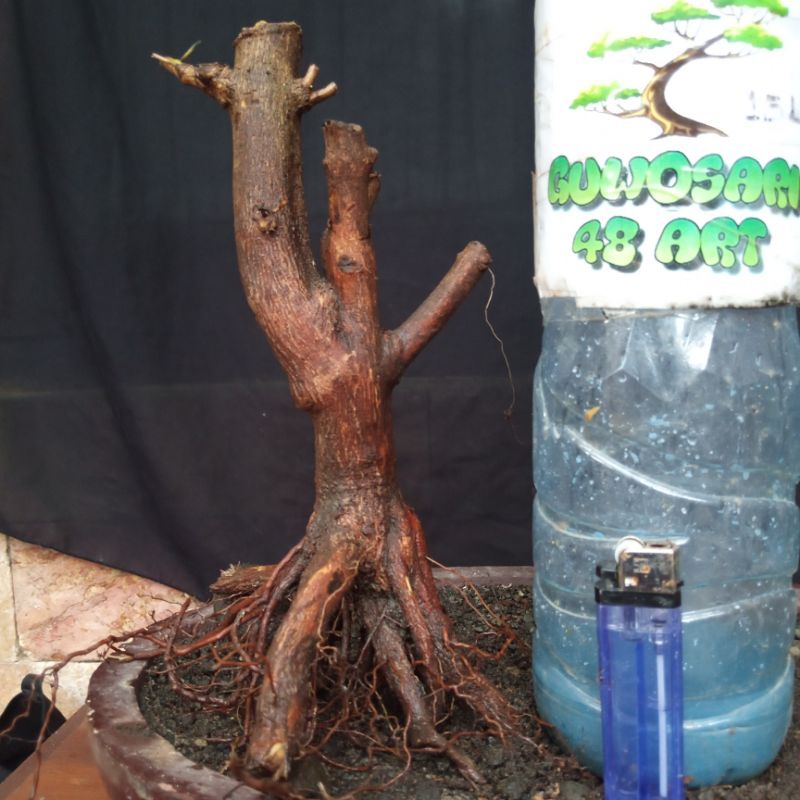 Jual Bahan Bonsai Legundi Dongkelan Gaya Formal Small Size Real Pict ...