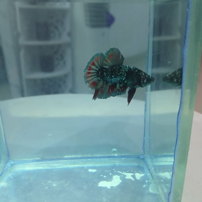 Jual (92) Hiasan Akuarium Plakat Avatar Cooper Red Chromatic / Real ...