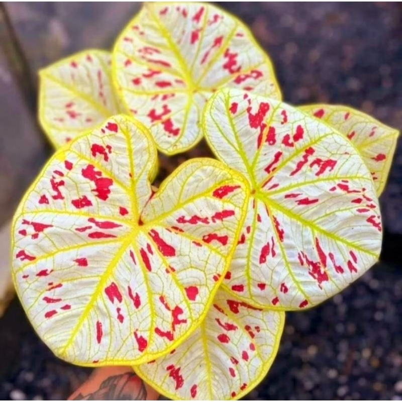 Jual ( BISA COD ) Caladium Life Style Yellow Keladi Hias Lifr Style ...