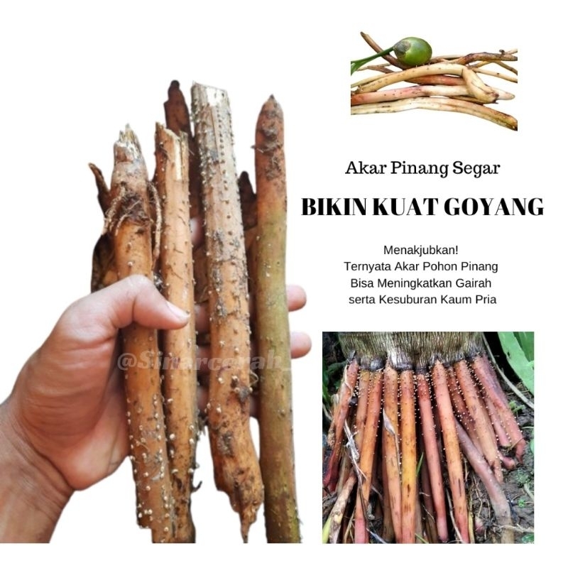 Jual Akar Pinang Muda/akar Jambe/pinang segar 200gram Herbal Obat Kuat ...