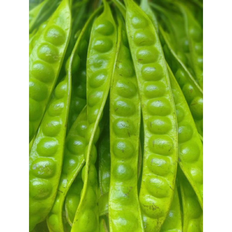 Jual PETAI/PETE PADI ISI 20 PAPAN LONJOR TUA SUPER | Shopee Indonesia