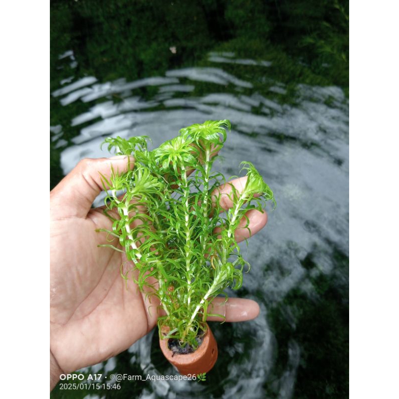 Jual tonina sp balem-snyngonanthus macrocaulon tanaman Aquascape ...