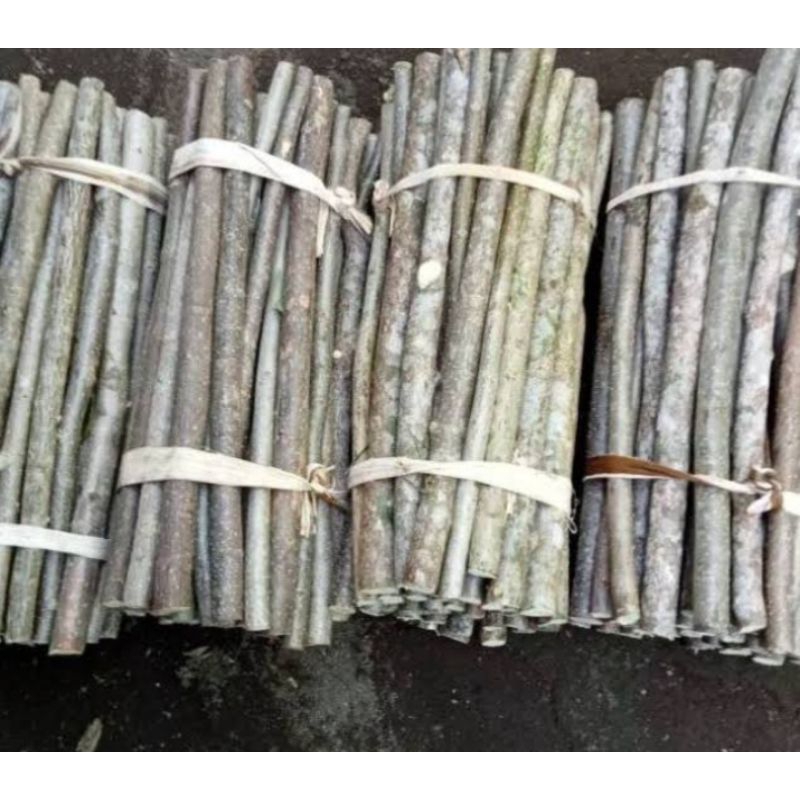 Jual bibit /stek kayu Gamal fresh baru petik 1kg | Shopee Indonesia