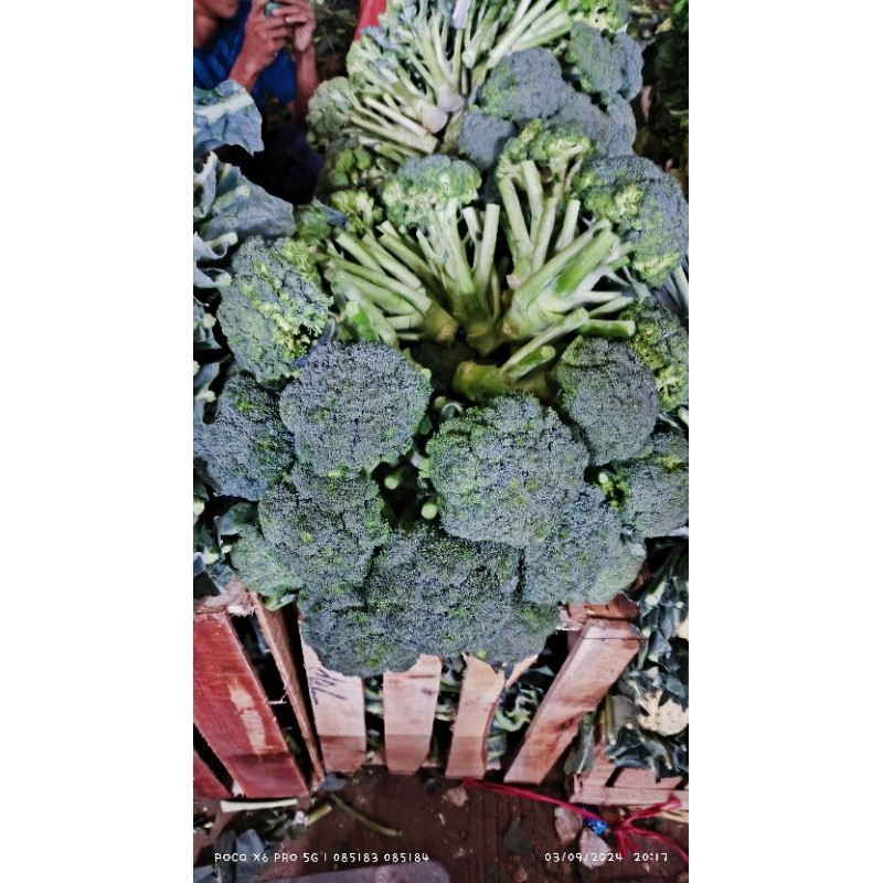 Jual Sayur Brokoli Segar 1KG | Shopee Indonesia