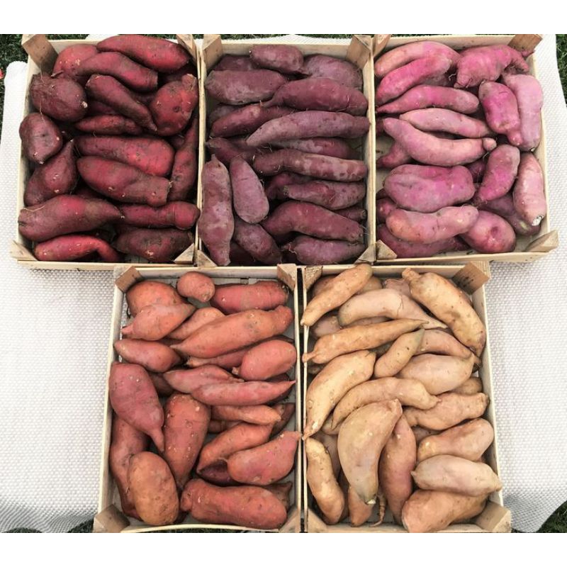 Jual ubi jalar campur merah putih lokal fresh pulen 1kg | Shopee Indonesia