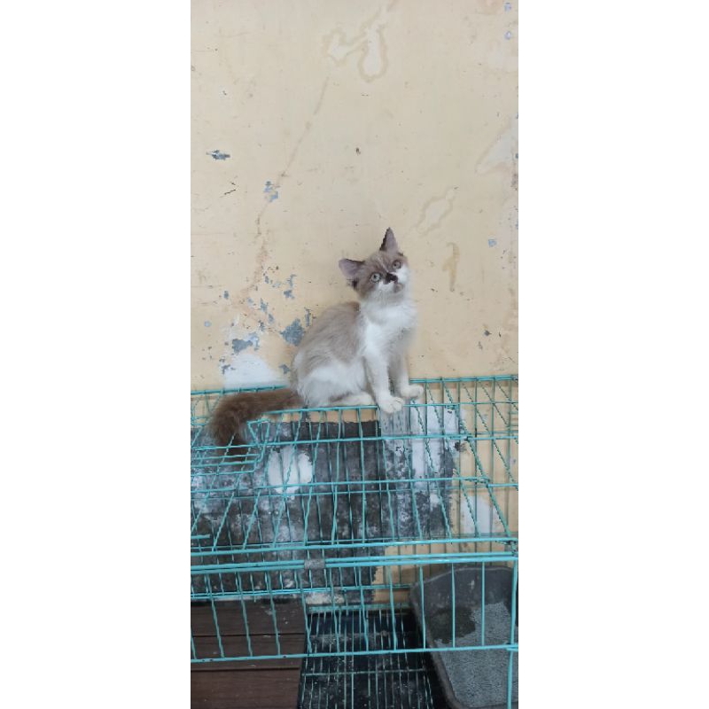 Jual Kucing Himalaya midol | Shopee Indonesia