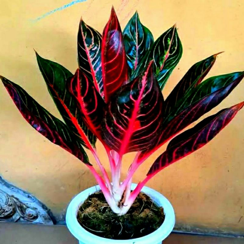 Jual Aglonema Red Sumatra POS Tanaman Hias | Shopee Indonesia