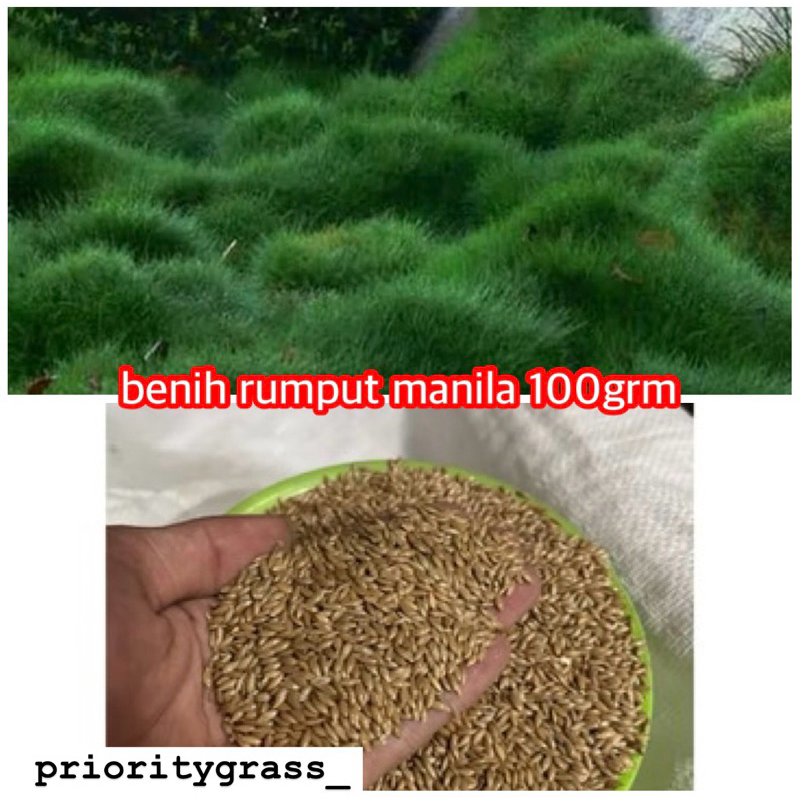 Jual benih rumput manila 100gram | Shopee Indonesia