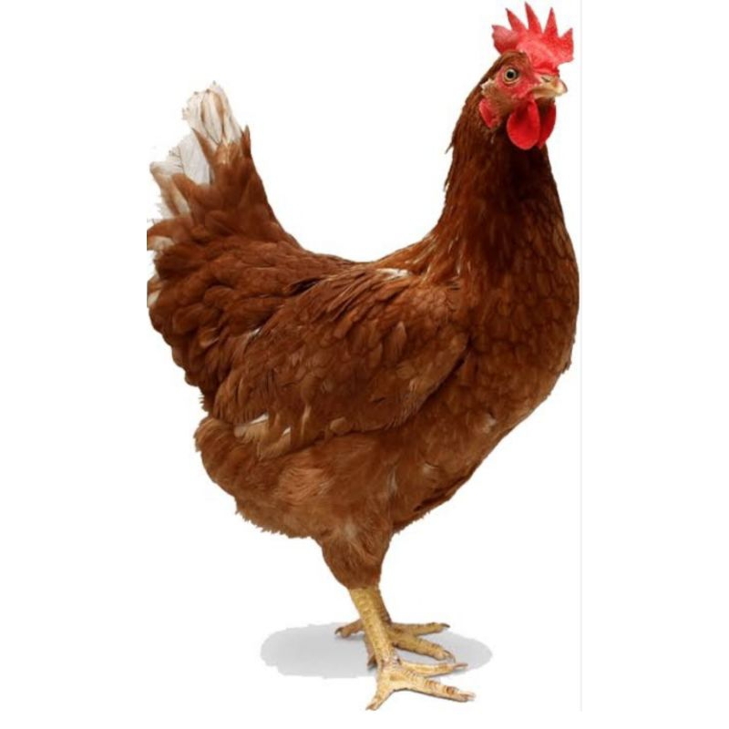 Jual Bibit Ayam Petelur Terlengkap & Harga Terbaru Mei 2026 | Shopee ...