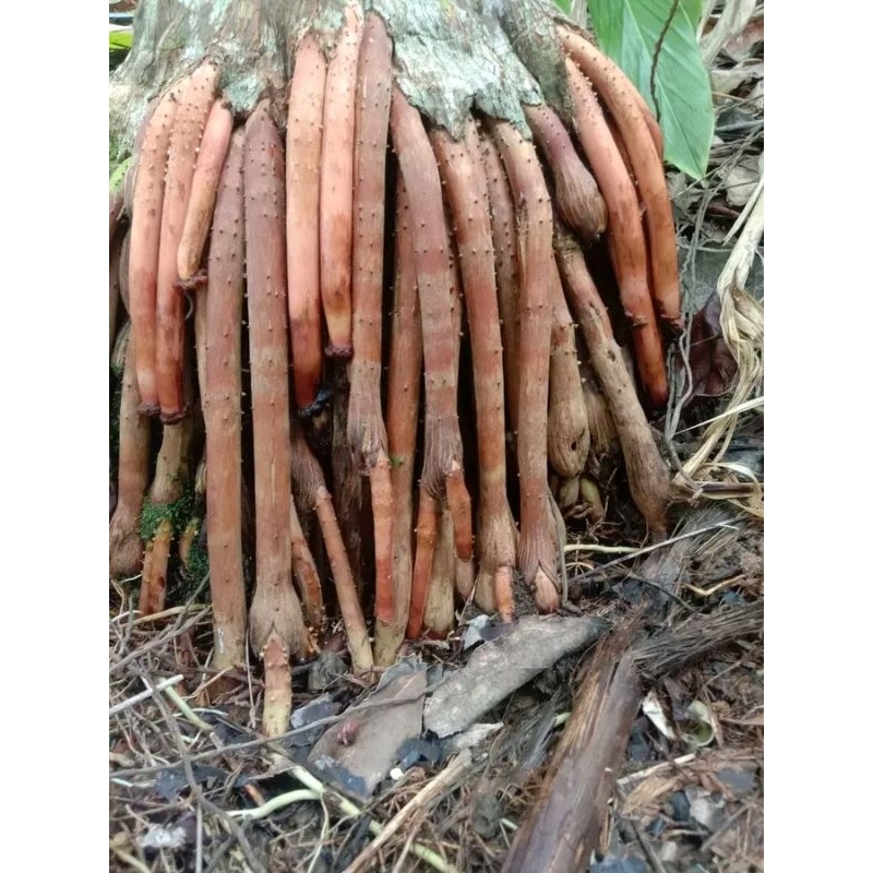 Jual Akar Pinang Muda Segar | Obat Tradisional 250Gram | Shopee Indonesia