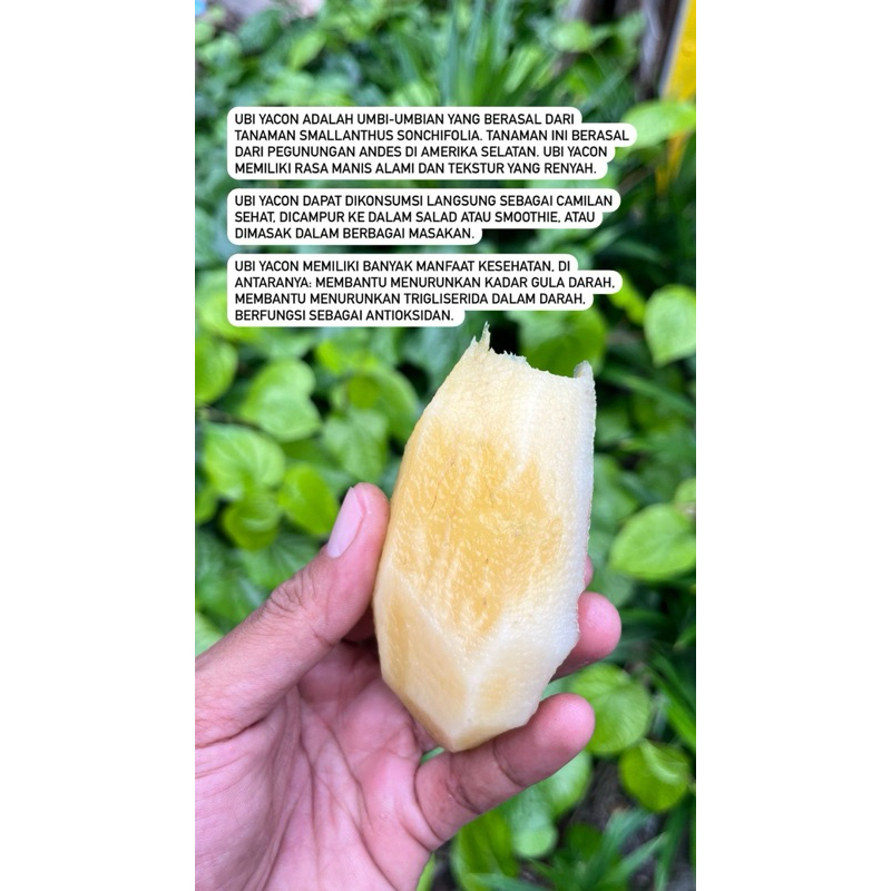 Jual Ubi Yakon/Yakun/Yacon - Limited Stock (harga/kg) | Shopee Indonesia