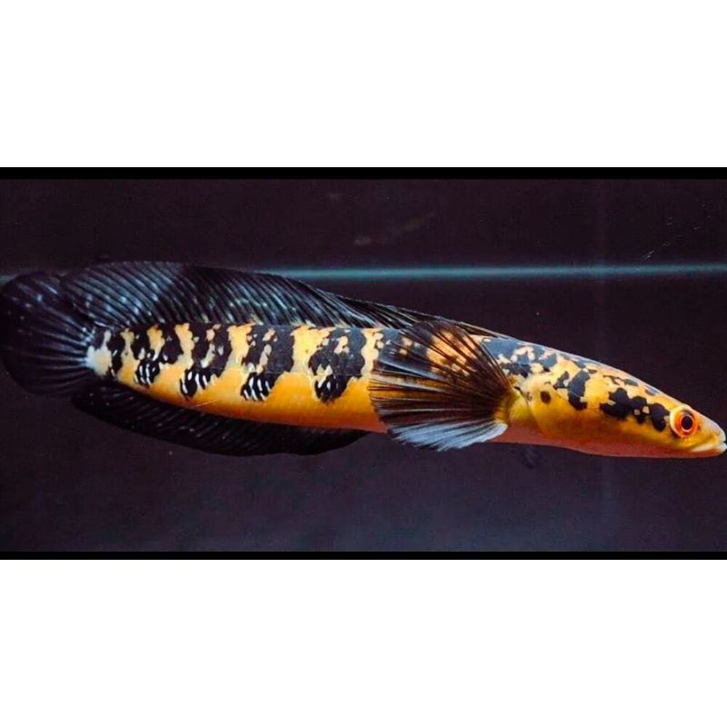 Jual hiasan aquarium channa maru yellow Sentarum 14-16cm | Shopee Indonesia