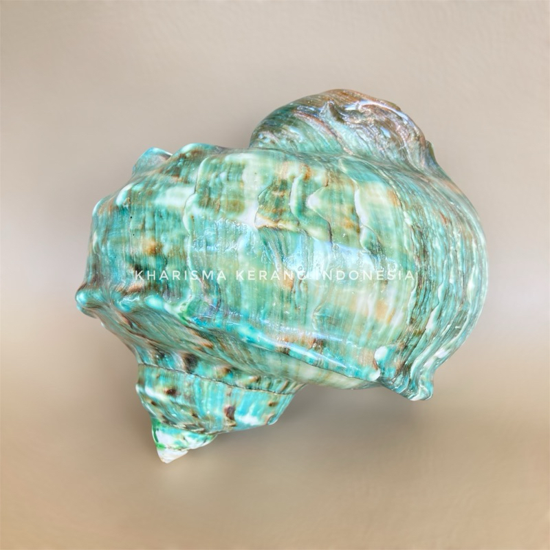 Jual Patung Turbo Shell Cangkang Kerang Turbo by Kharisma Kerang ...