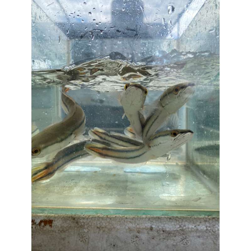 Jual Hiasan aquariu gabus toman size 15cm | Shopee Indonesia