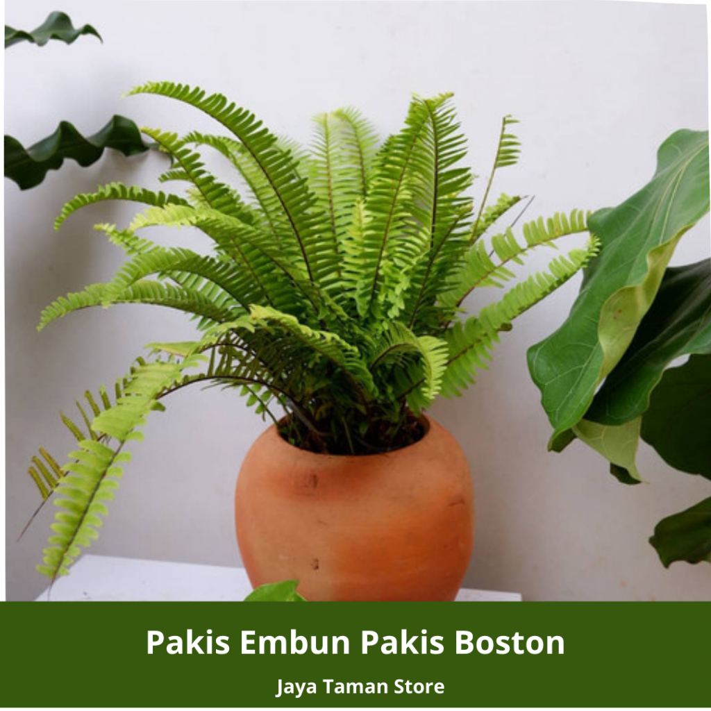 Jual Promo COD!!! Tanaman Hias Pakis Embun Pakis Boston - Tanaman Hias ...