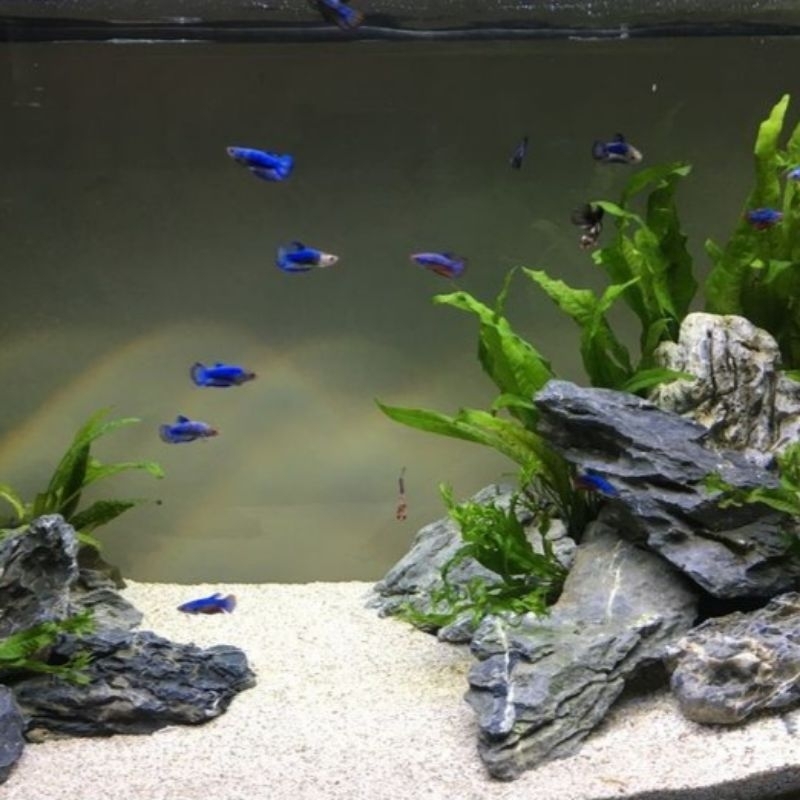 Jual 10 pcs koleksi Mini cupang Cantik Akuarium Ikan Hias Cupang ...