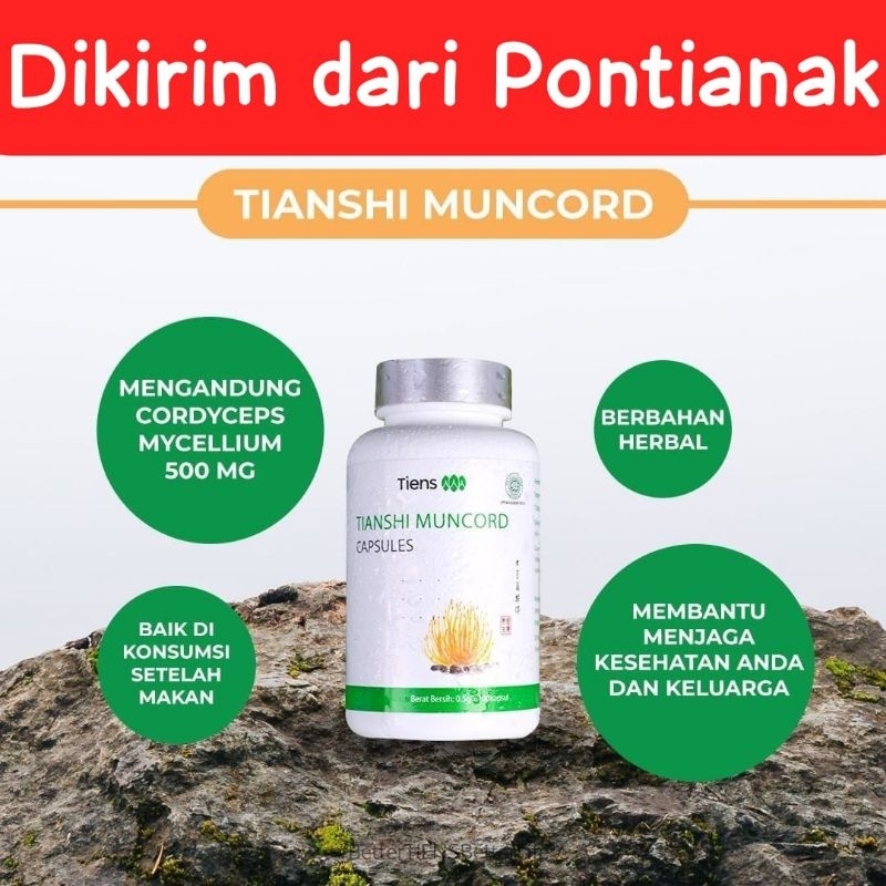 Jual Muncord Cordyceps Untuk Fungsi Ginjal Jantung Paru Paru Hati Limpa ...