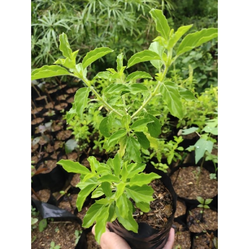 Jual Bibit daun ruku ruku/Thulasi(tulsi leaf)organik) | Shopee Indonesia