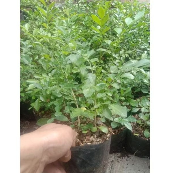 Jual Tanaman hias bunga kemuning Jepang (paket 10 pohon bonus 1 pohon ...